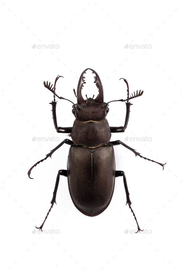 Wildlife, stag beetle, scientific name; Lucanus cervus Stock Photo by ...