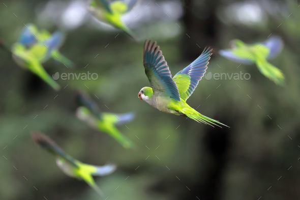 Flock of parrots in flight Stock Photo by Graphico_ | PhotoDune