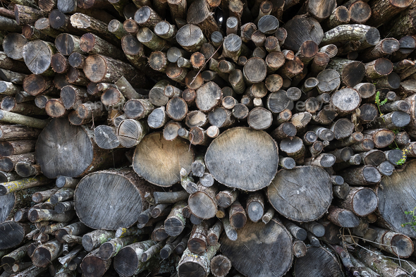 Texture of cut and stacked tree trunks. Stock Photo by Graphico ...