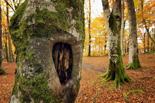 Beech trunk. In the foreground, the bark cover with moss. Stock Photo ...