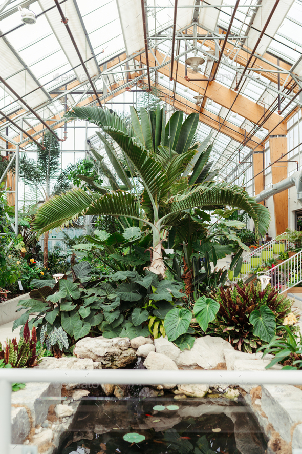 Beautiful Tall Tropical Plants at Tropical Greenhouse Stock Photo by ...