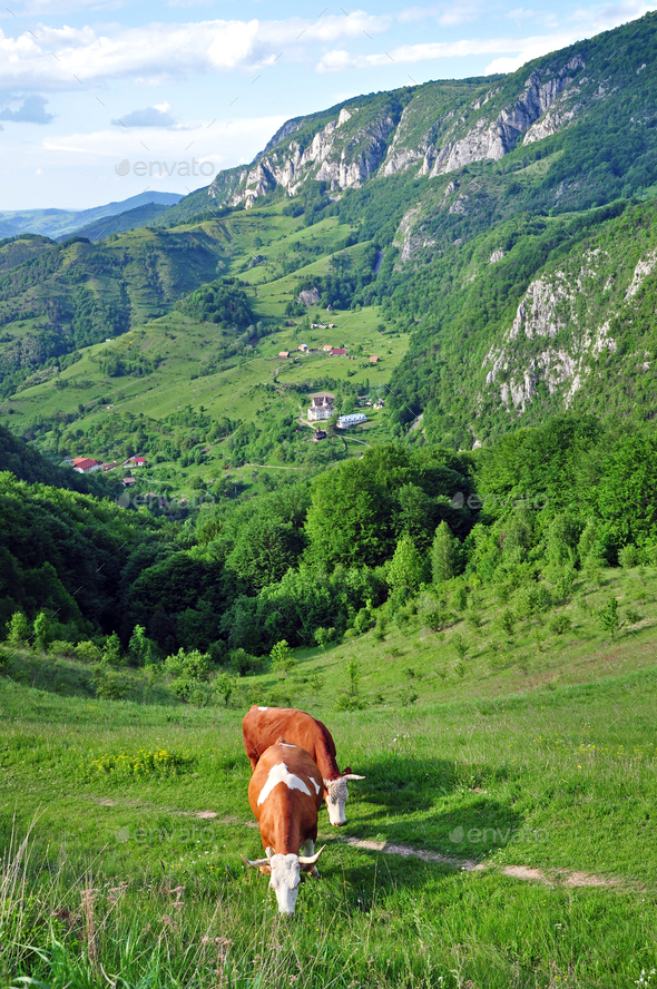 Grazing cows Stock Photo by salajean | PhotoDune