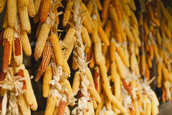 Dry corn hanging on wooden wall. Dried corn cobs. Stock Photo by ...