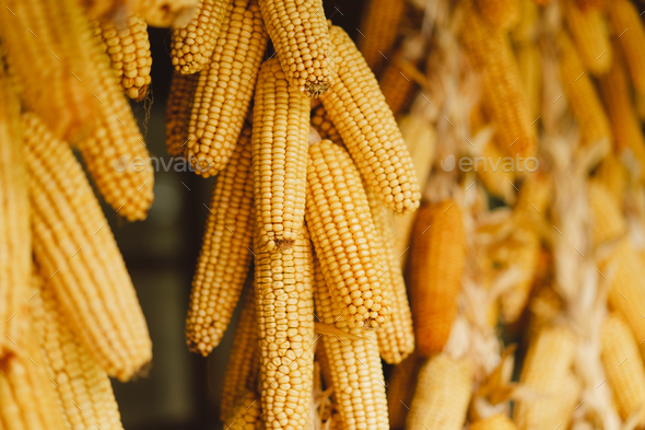 Dry corn hanging on wooden wall. Dried corn cobs. Stock Photo by ...