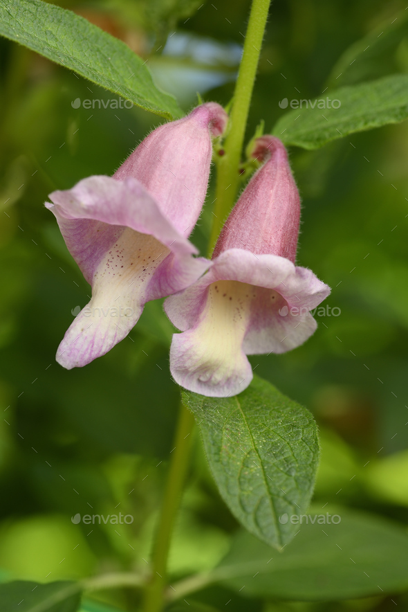 Sesame plant and flower, Sesamum indicum, plant called benne Stock ...