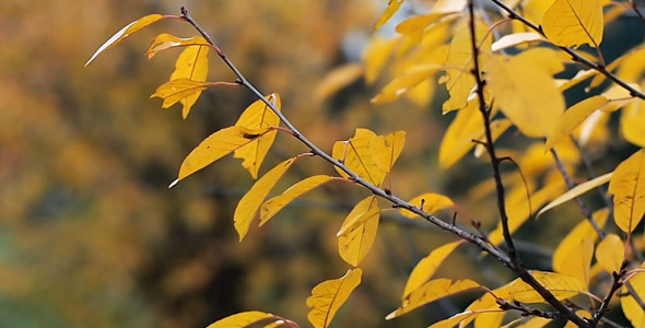 Autumn Leaves Rustling In The Wind 18, Stock Footage | VideoHive