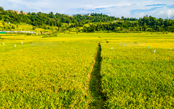 aerial view of Paddy farmland Stock Photo by travellersnep | PhotoDune