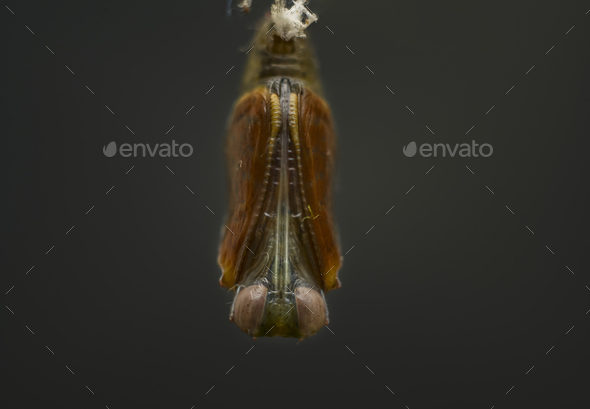Pupa Stage in the life cycle of a butterfly, Stock Photo by nsamenvato