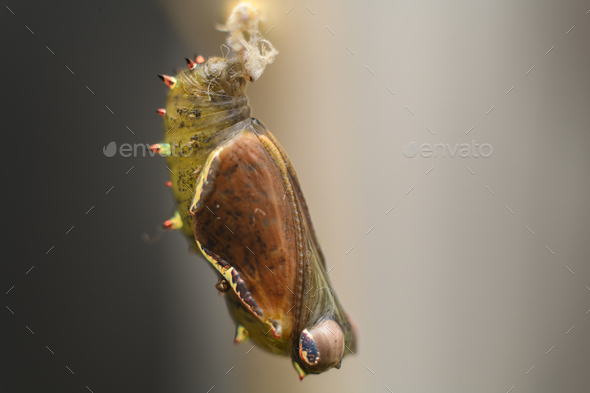Pupa Stage in the life cycle of a butterfly, Stock Photo by nsamenvato