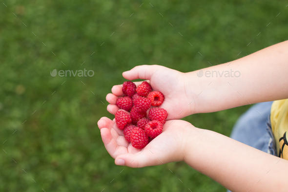 little girl child holding a handful of red berries,raspberries Stock ...