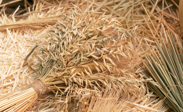 cut sheaf of grain crops. natural beige background Stock Photo by flernata