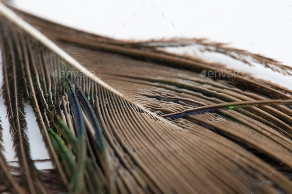 Peacock feather spine Stock Photo by jodiesmithdesigns | PhotoDune