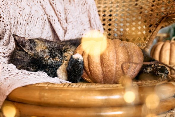 Cute tortoiseshell cat with pumpkin.Tortoiseshell kitty sleeping ...