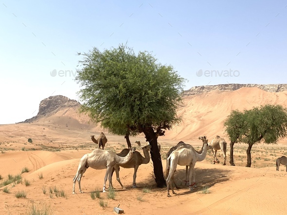 Camels by a tree in the red sand desert wilderness Stock Photo by ...
