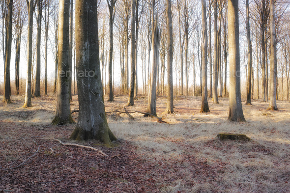 Danish winter forest. A photo of winter forest at sunset. Stock Photo ...