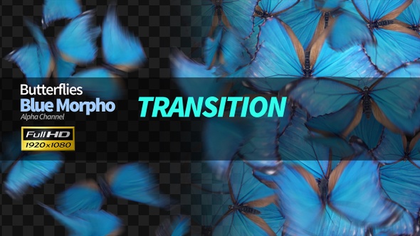 Blue Morpho Transition, Motion Graphics | VideoHive
