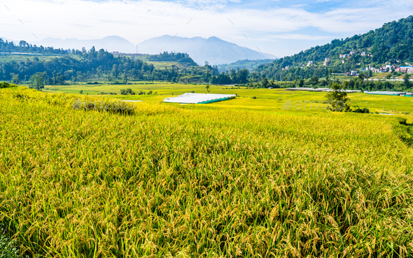 paddy farmland scenery Stock Photo by travellersnep | PhotoDune