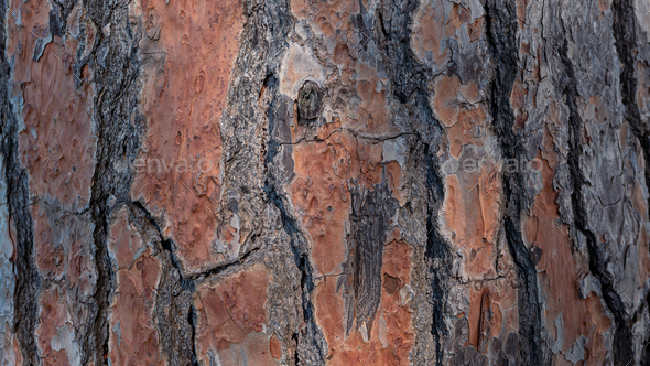 Stone pine tree trunk. The brown bark of old tree as natural texture ...