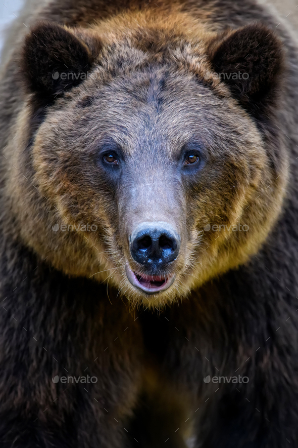 Wild Brown Bear (Ursus Arctos) portrait in the forest. Animal in ...