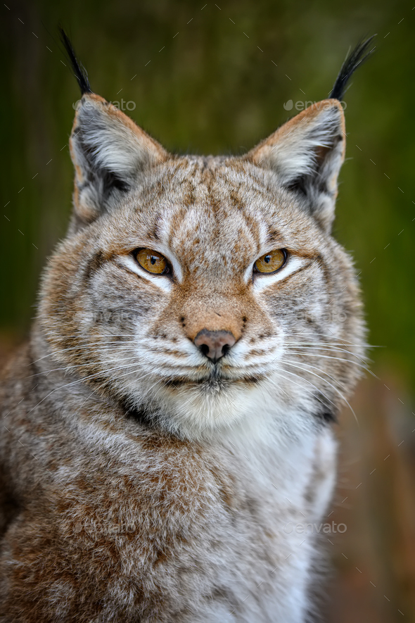Lynx portrait in the summer time. Wildlife scene from nature Stock Photo by byrdyak