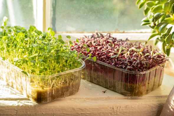Boxes with microgreen sprouts of rucola and amaranth on white ...
