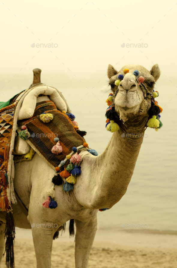 Camel in multicolored booty. Close-up. Stock Photo by vipklouny | PhotoDune