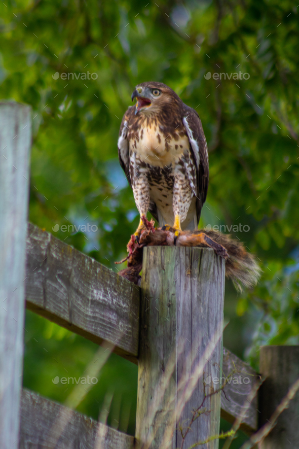 Hawk guarding it's catch Stock Photo by hokietim | PhotoDune
