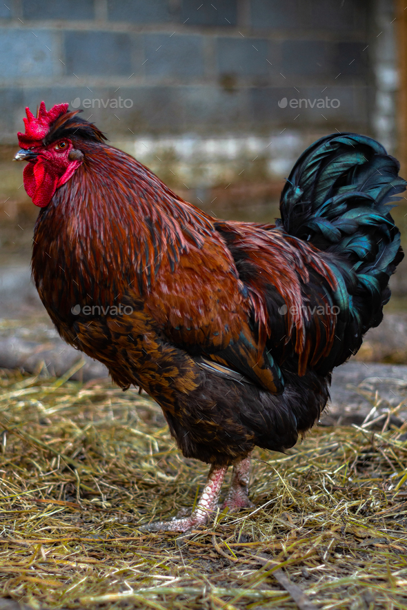 rooster in the farm Stock Photo by olesyai | PhotoDune