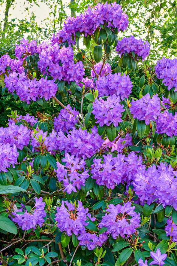 Purple Rhododendron Flowers. A series of Purple Rhododendron in my ...