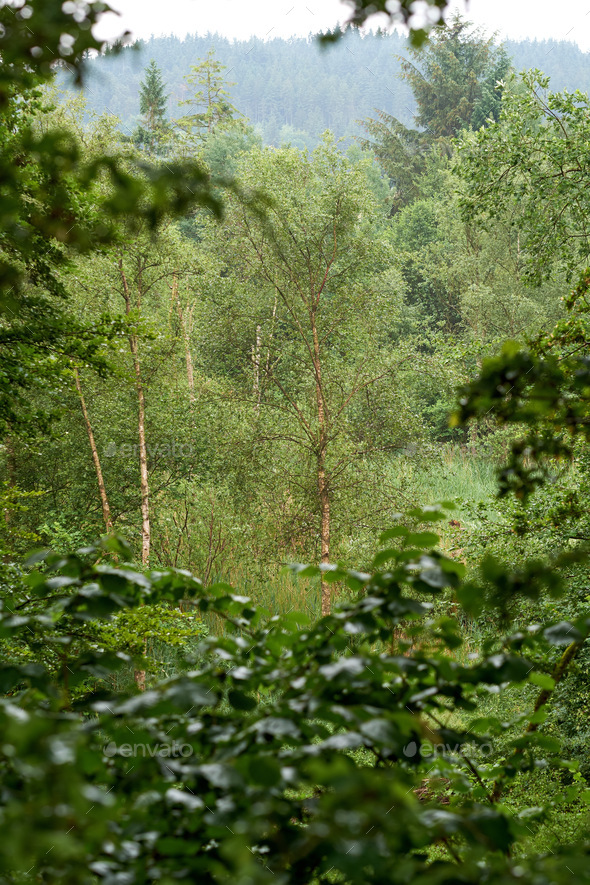 Theres no beauty like the beauty of nature. Springtime images of garden ...