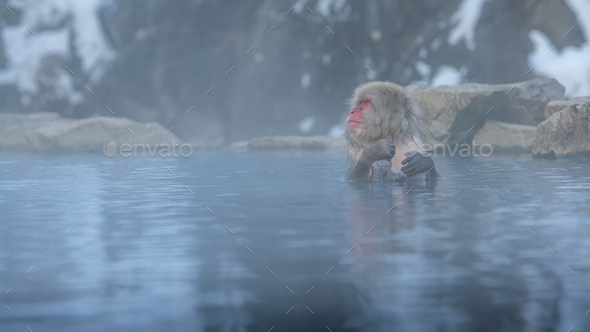 Wild monkey that enters hot spring. Snow monkey bathe and relaxing in ...