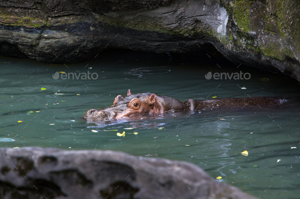 Common hippopotamus take bath in lake. Hippo swims in a pond. Stock ...