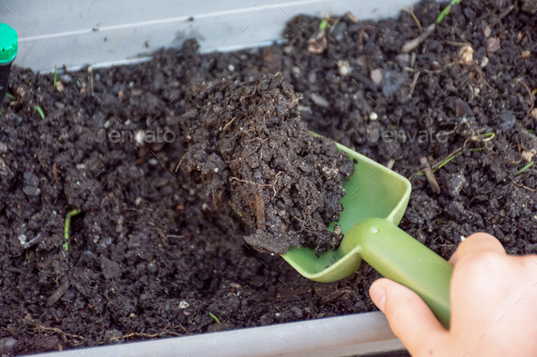 Hand holding green trowel with soil from the plant tray . Gardening ...