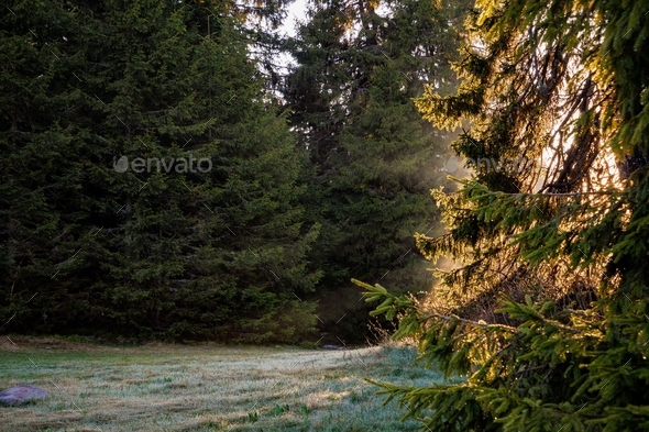 Sun rays shine through branches of fir trees and through pollen of ...