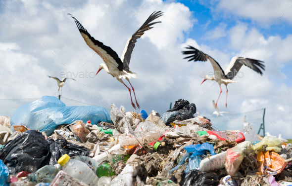 Storks on pile garbage Stock Photo by perutskyy | PhotoDune