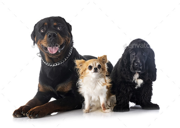 English Cocker Spaniel, chihuahua and rottweiler Stock Photo by cynoclub