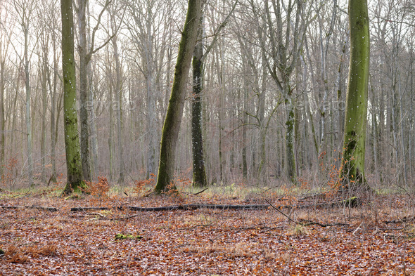 Trees and forests of all types and seasons Stock Photo by ...