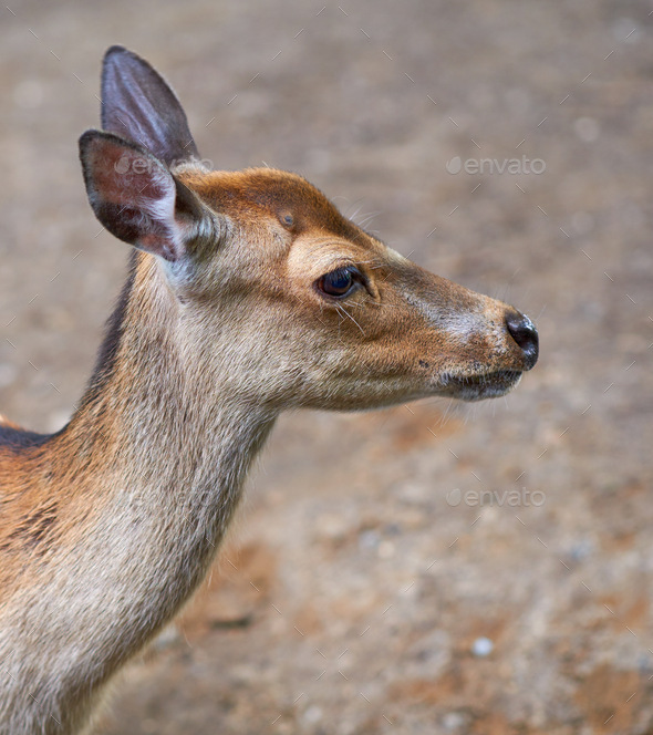 Deer (fallow deer). A female deer (fallow dear) in natural setting ...