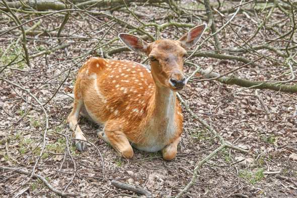 Deer (fallow deer). A female deer (fallow dear) in natural setting ...