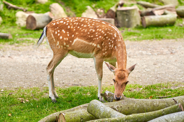 Deer (fallow deer). A female deer (fallow dear) in natural setting ...