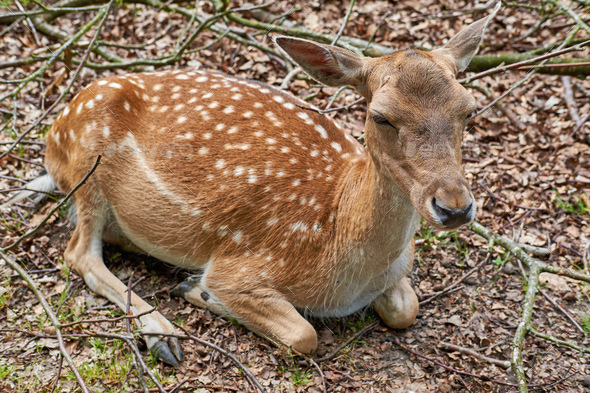 Deer (fallow deer). A female deer (fallow dear) in natural setting ...