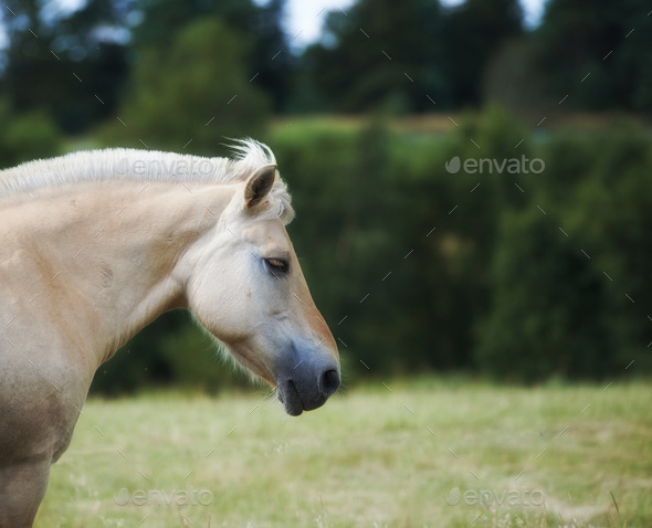 Beautiful horse - wonder of nature. Beautiful horse - in natural ...