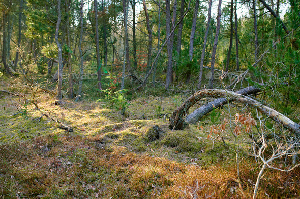 Forest and trees in very early spring - Denmark. A photo of forest ...