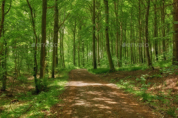 The forest in springtime - Denmark. Nature photos from Denmark. Stock ...