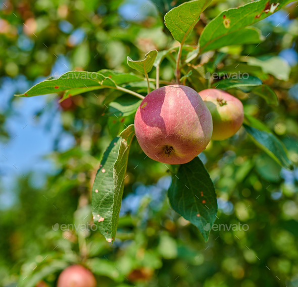 Apples. A photo of taste and beautiful apples. Stock Photo by ...
