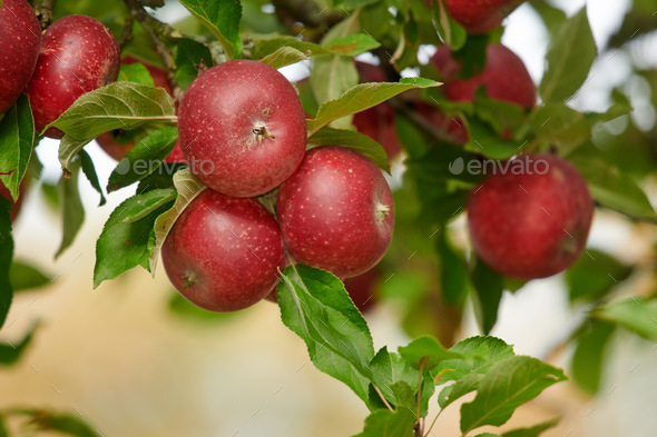 Apples. A photo of taste and beautiful apples. Stock Photo by ...