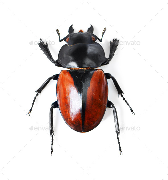 Bold and beautiful bugs. Studio shot of a red and black beetle isolated ...