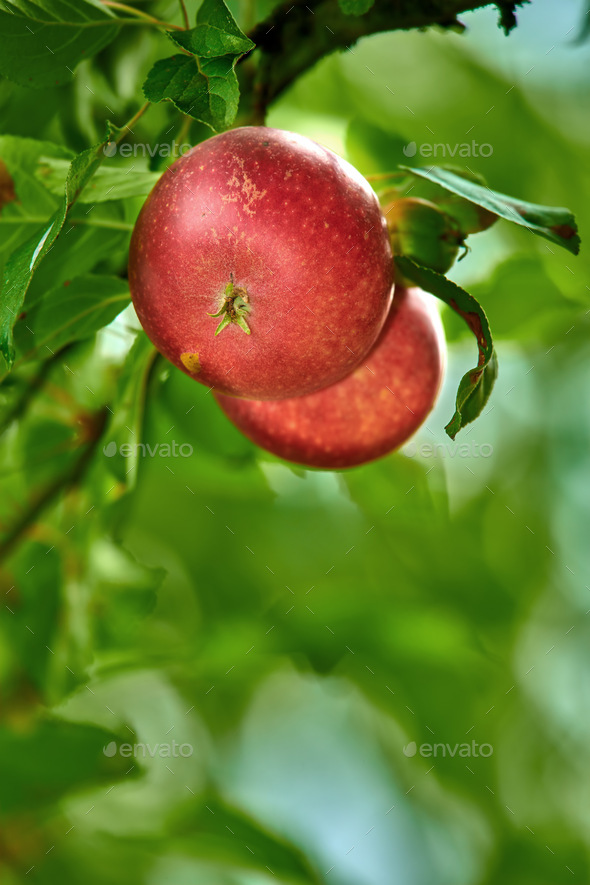 Apples. A photo of taste and beautiful apples. Stock Photo by ...