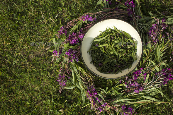 Process of fermentation of tea. Manual processing Ivan tea fermentation ...