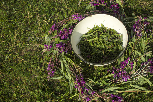 Process of fermentation of tea. Manual processing Ivan tea fermentation ...